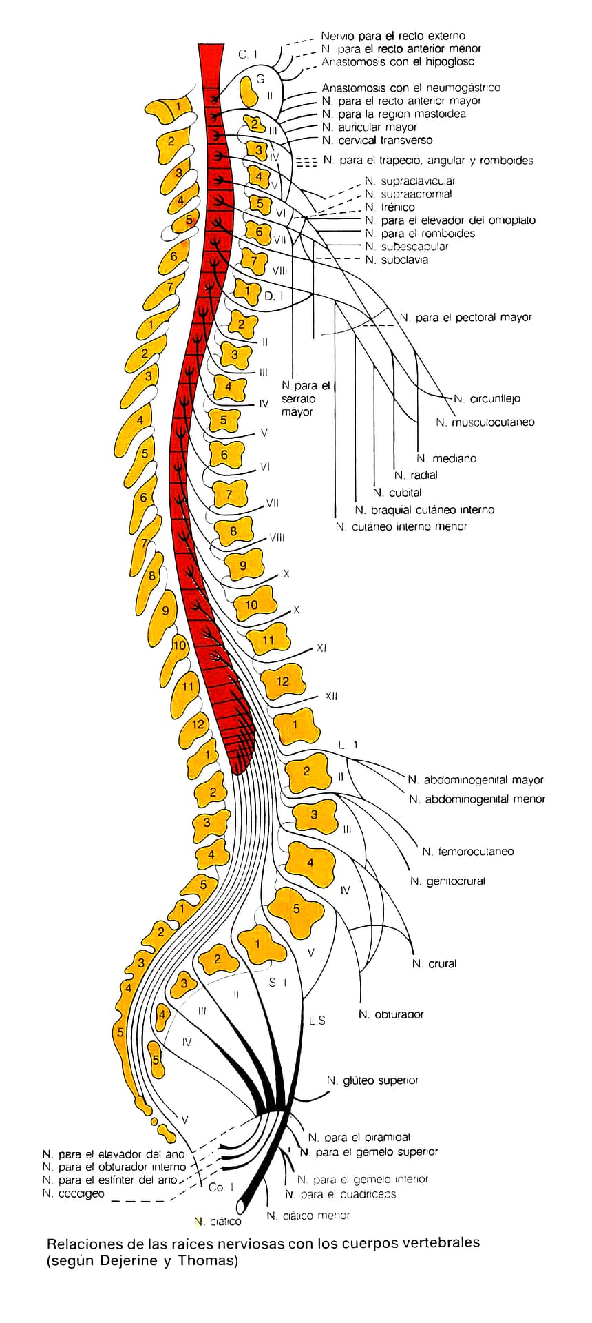 Columna Vertebral – Linares Con Isidro